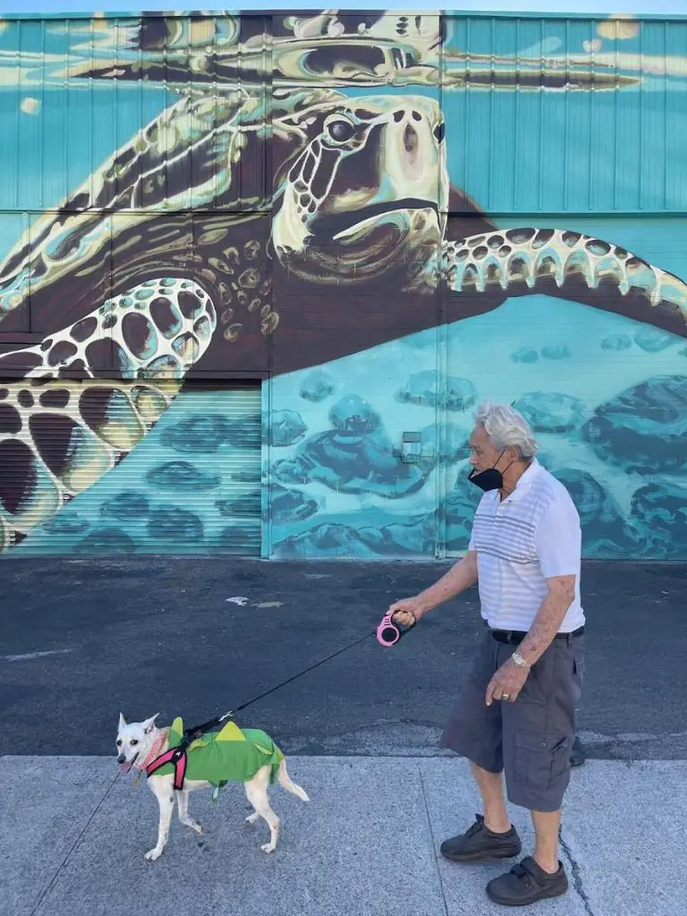 Exploring the Kakaako Mural Art Scene: A Vibrant Kaleidoscope of Urban ...
