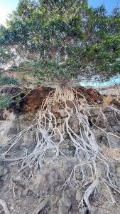 Maili Pink Pillbox Hike Guide: A Scenic West Oahu Adventure | Pu'u o ...